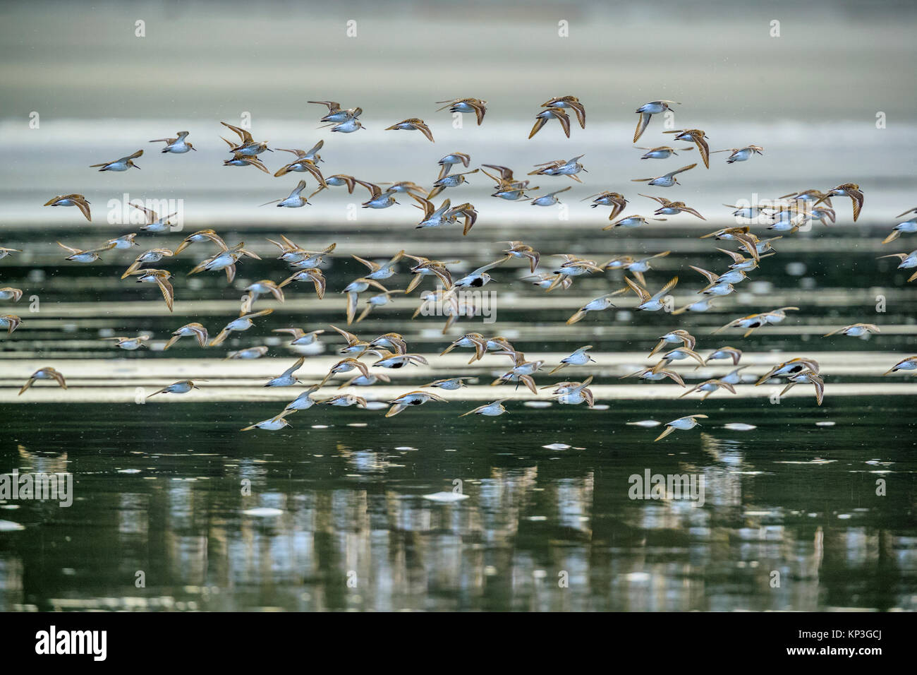 Shore birds along Pacific Rim National Park, Canada Stock Photo - Alamy