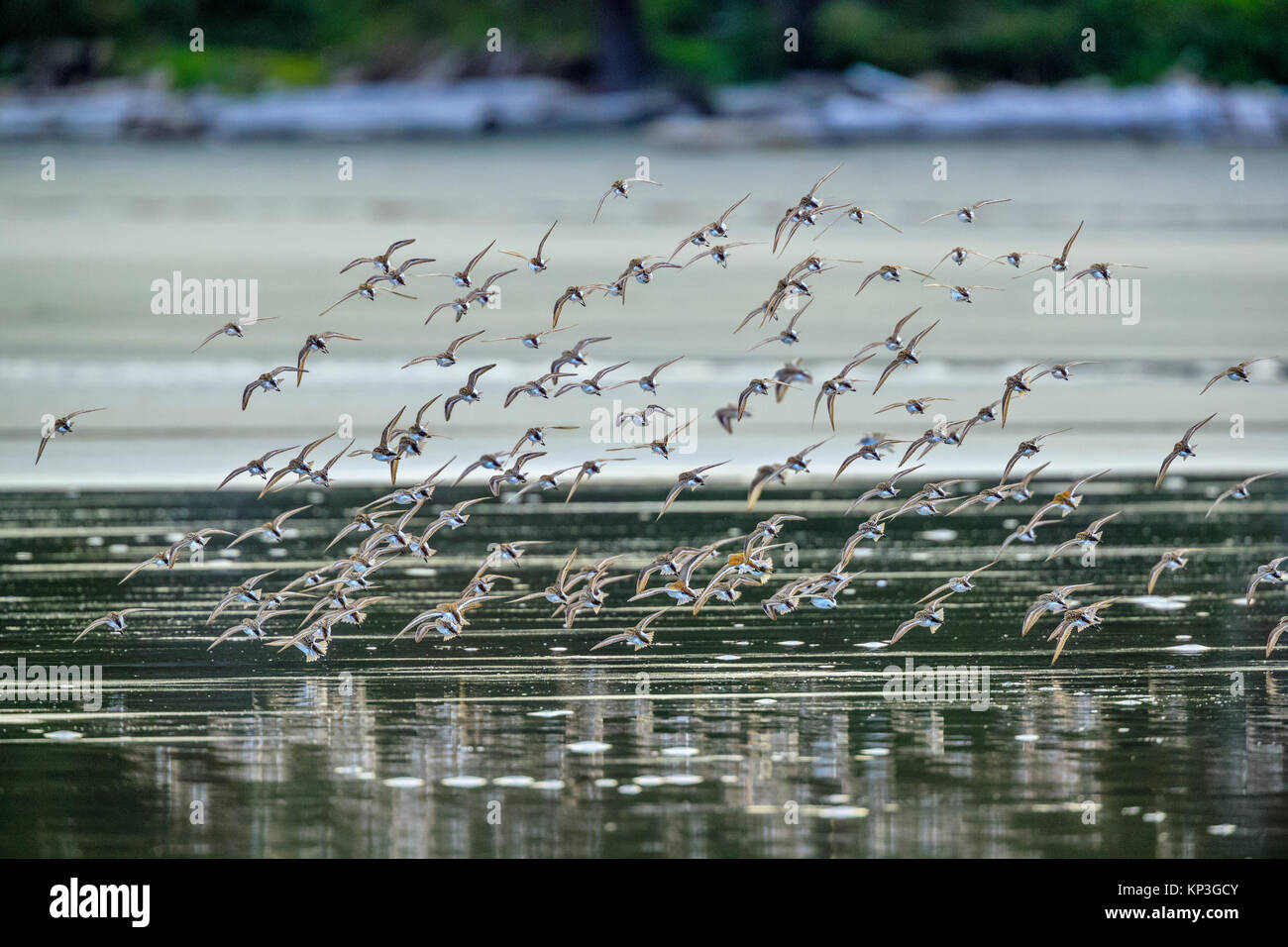 Shore birds along Pacific Rim National Park, Canada Stock Photo - Alamy