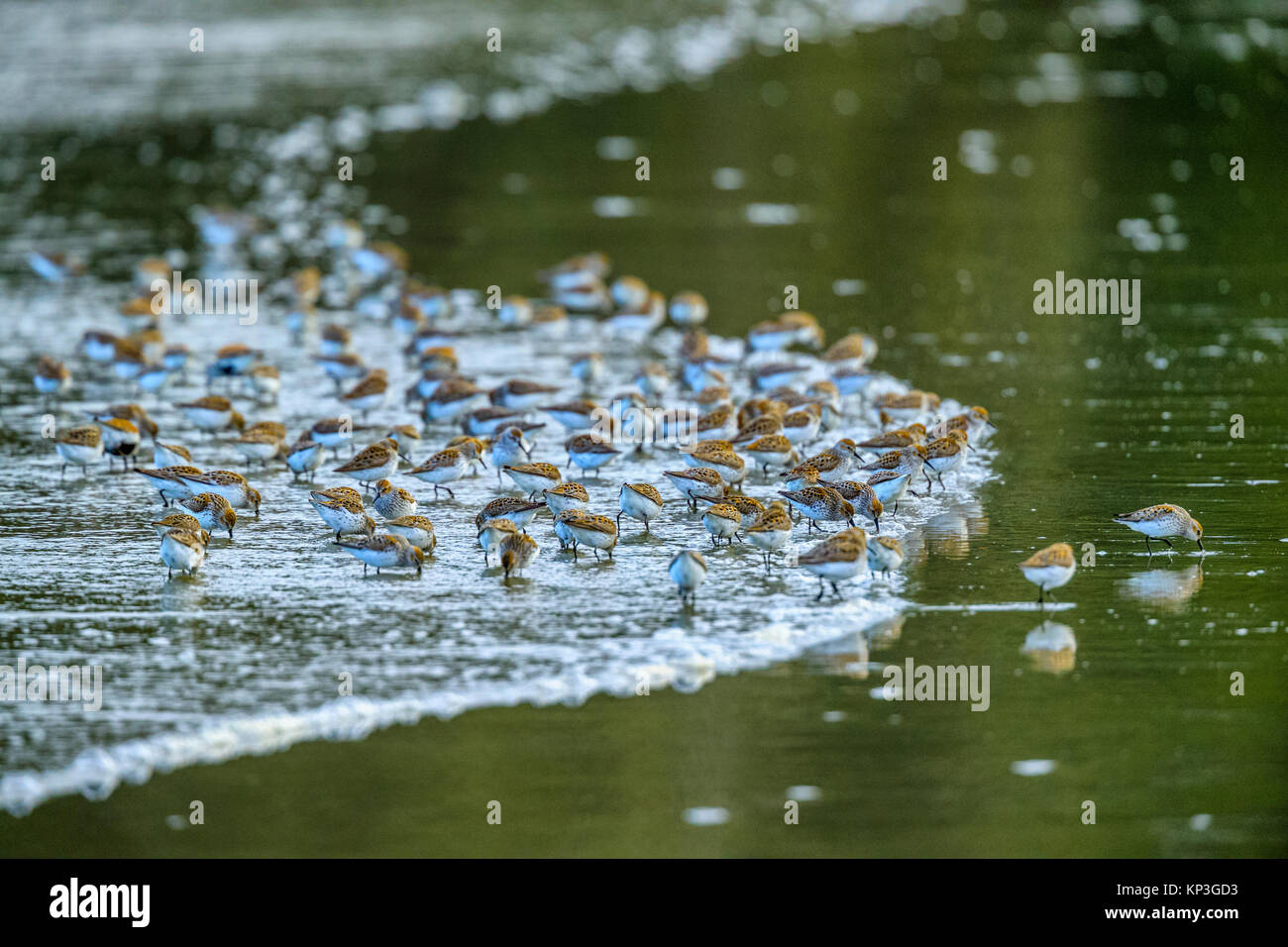 Shore birds along Pacific Rim National Park, Canada Stock Photo - Alamy