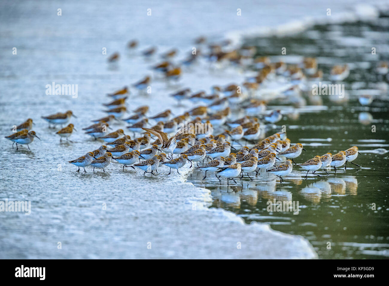 Shore birds along Pacific Rim National Park, Canada Stock Photo - Alamy