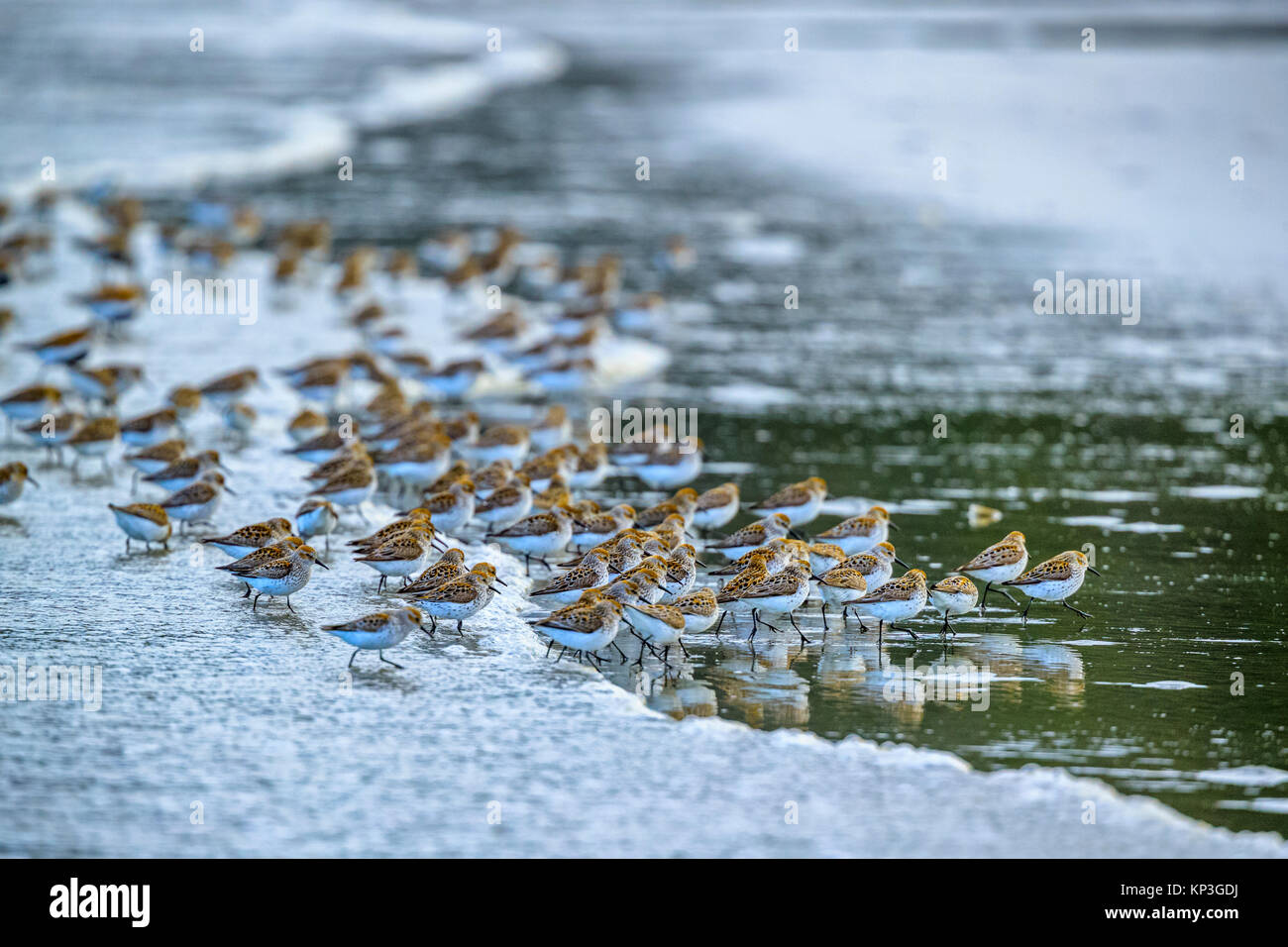 Shore birds along Pacific Rim National Park, Canada Stock Photo - Alamy