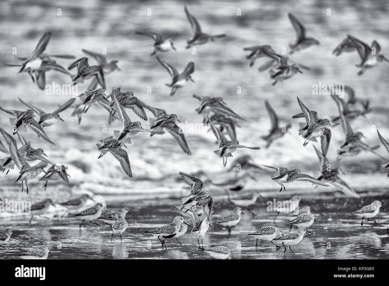 Shore birds along Pacific Rim National Park, Canada Stock Photo - Alamy