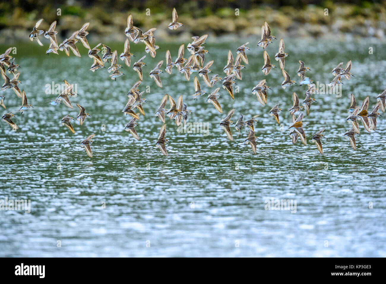 Shore birds along Pacific Rim National Park, Canada Stock Photo - Alamy