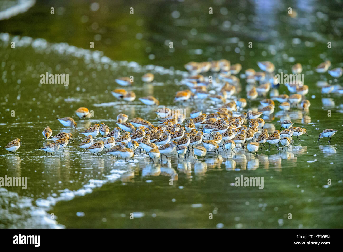 Shore birds along Pacific Rim National Park, Canada Stock Photo - Alamy