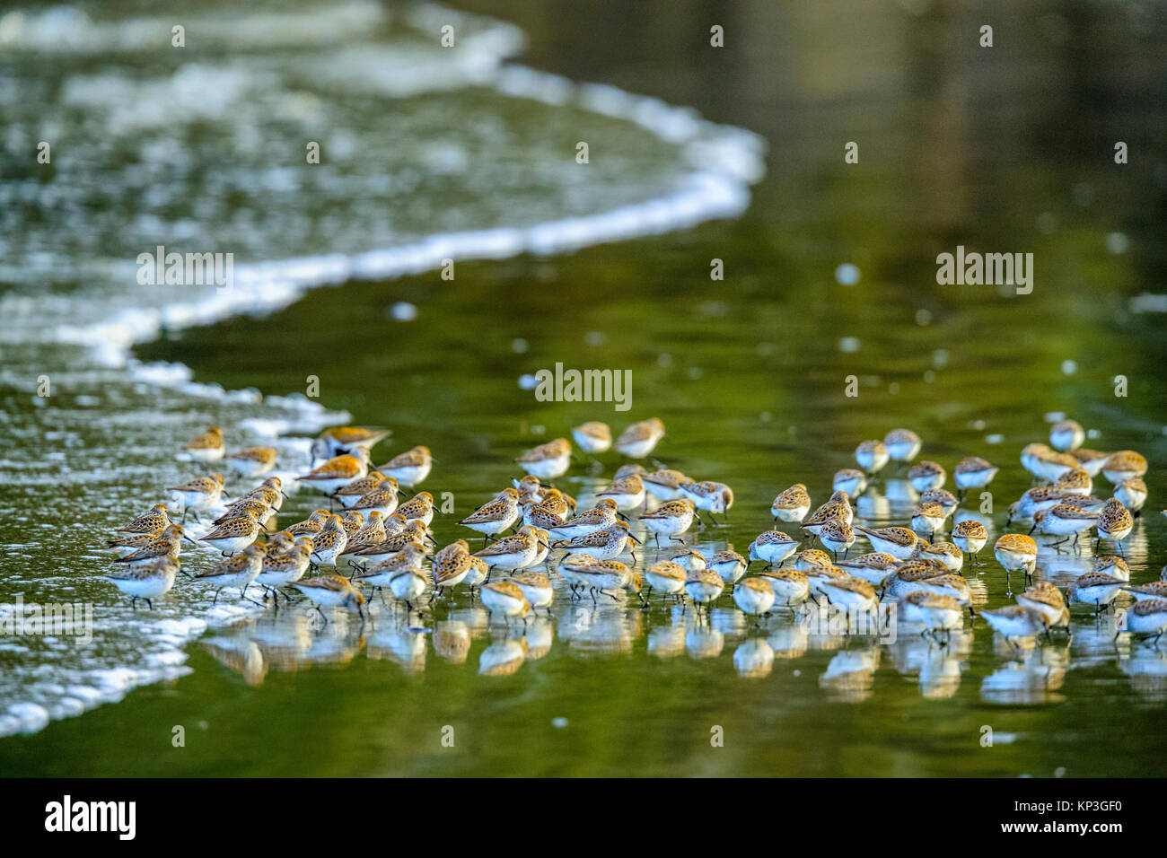 Shore birds along Pacific Rim National Park, Canada Stock Photo - Alamy