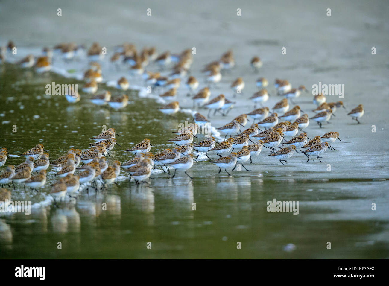 Shore birds along Pacific Rim National Park, Canada Stock Photo - Alamy
