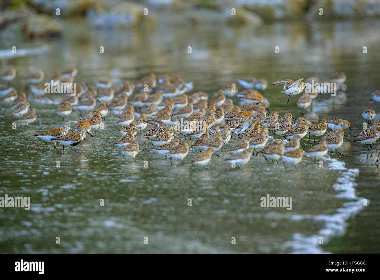 Shore birds along Pacific Rim National Park, Canada Stock Photo - Alamy
