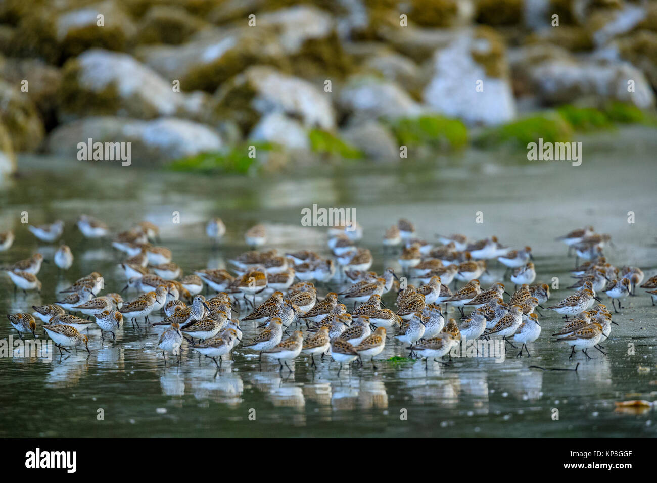 Shore birds along Pacific Rim National Park, Canada Stock Photo - Alamy