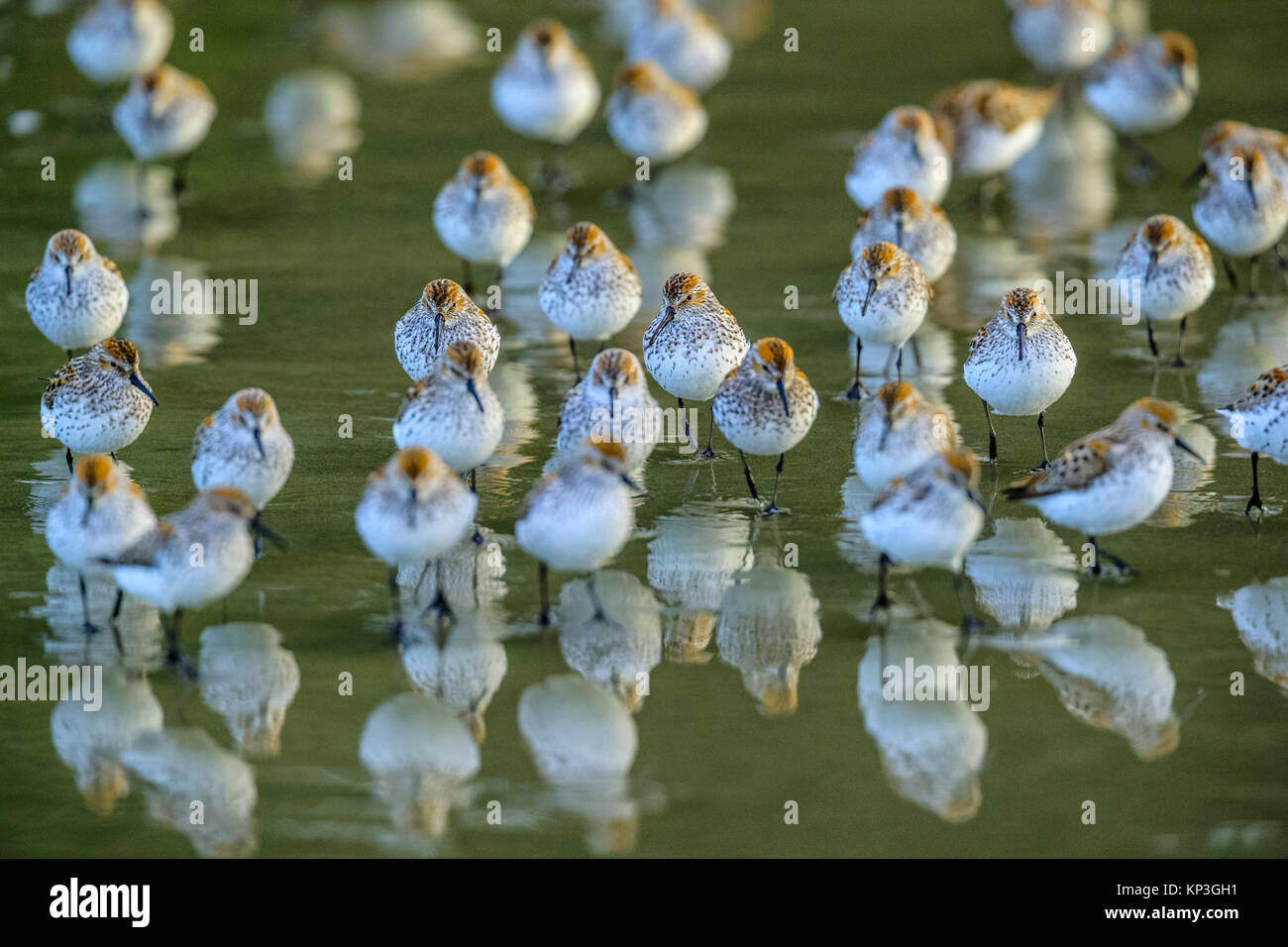 Shore birds along Pacific Rim National Park, Canada Stock Photo - Alamy