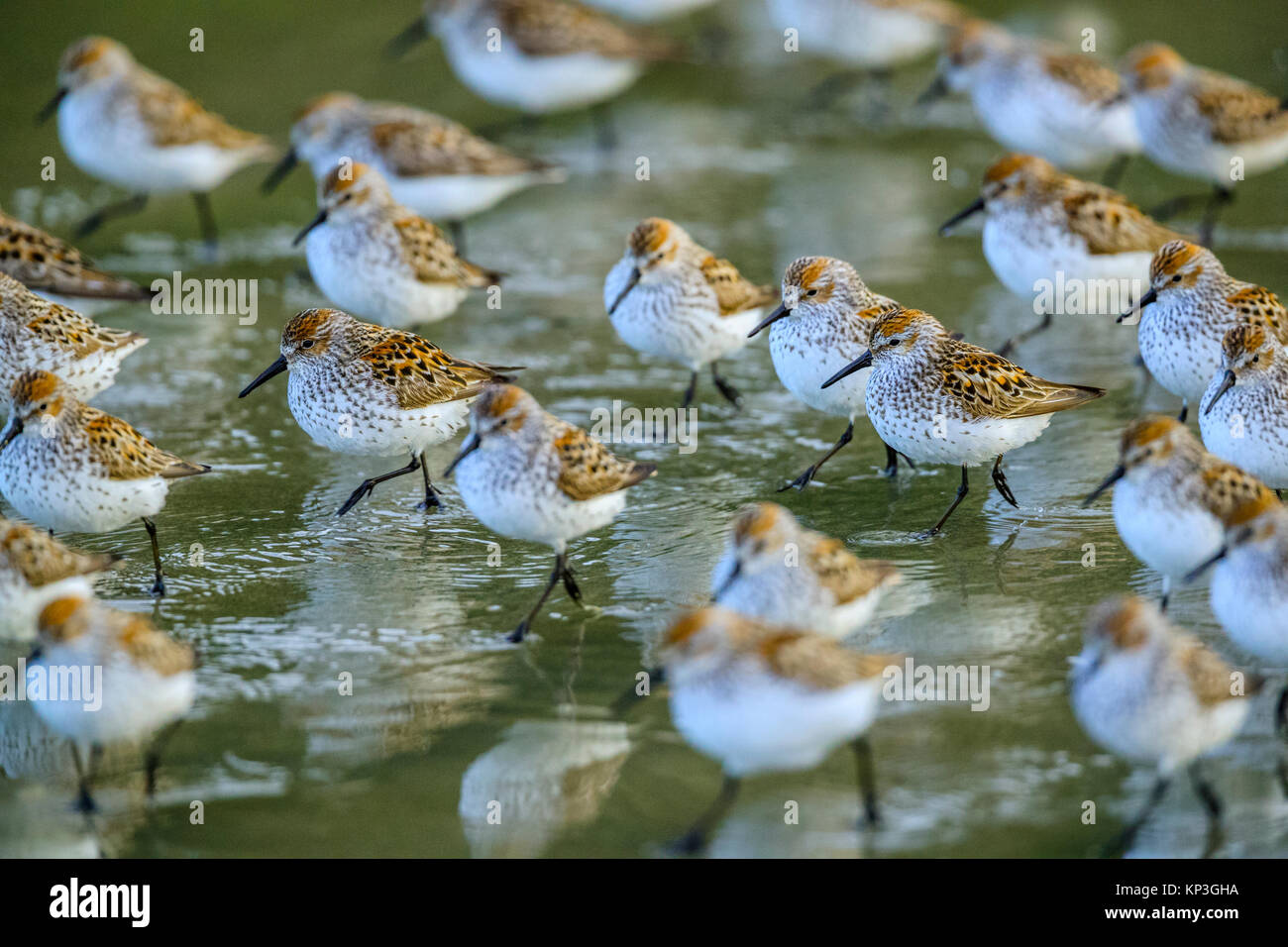 Shore birds along Pacific Rim National Park, Canada Stock Photo - Alamy