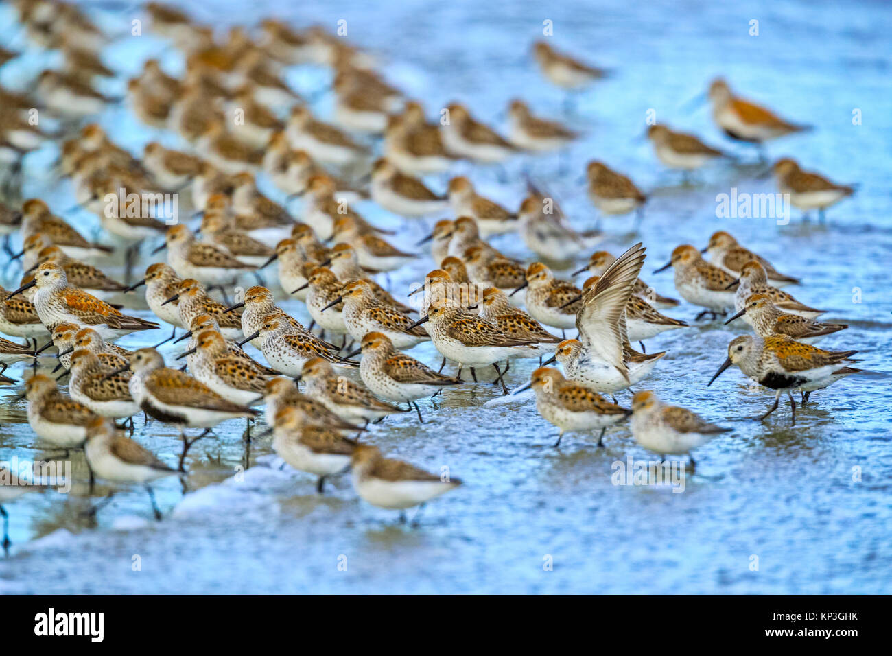 Shore birds along Pacific Rim National Park, Canada Stock Photo - Alamy