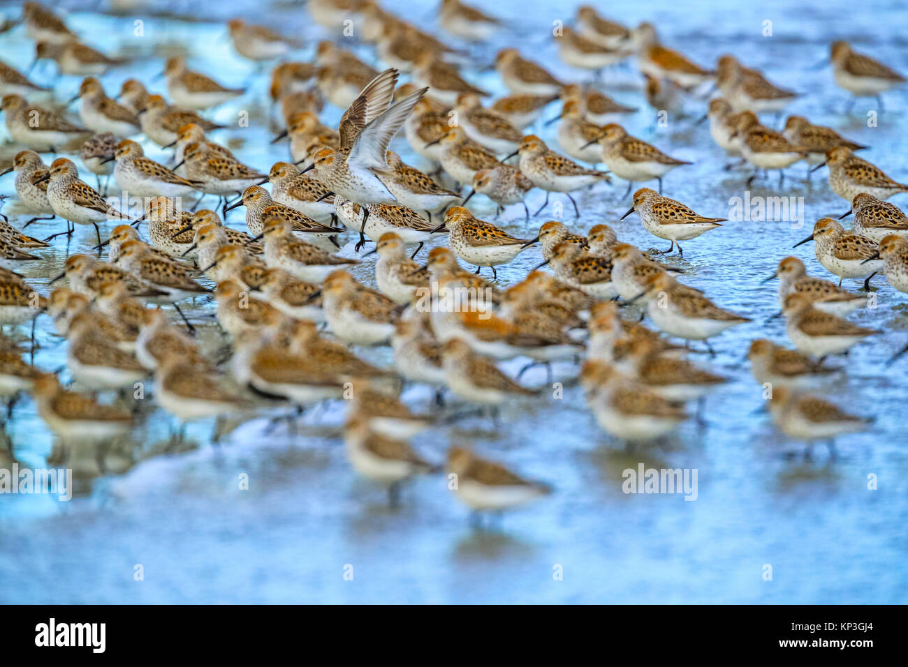 Shore birds along Pacific Rim National Park, Canada Stock Photo - Alamy