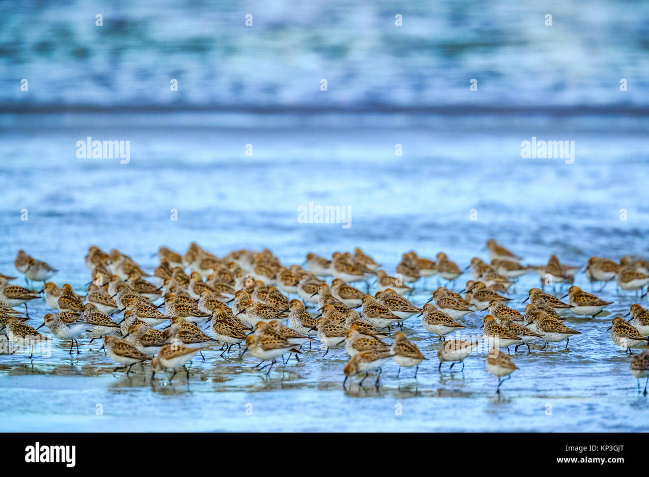 Shore birds along Pacific Rim National Park, Canada Stock Photo - Alamy