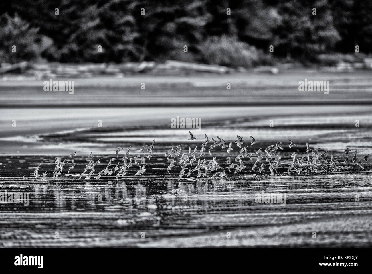 Shore birds along Pacific Rim National Park, Canada Stock Photo - Alamy