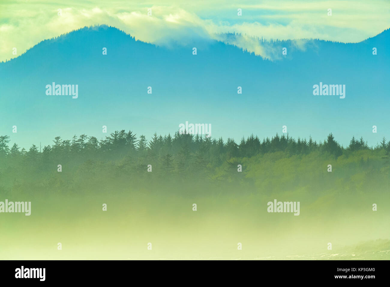Coastal forest in Pacific Rim National Park, Canada Stock Photo - Alamy
