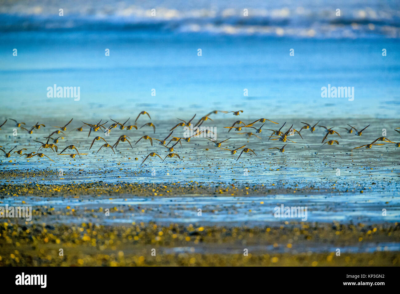 Shore birds along Pacific Rim National Park, Canada Stock Photo - Alamy