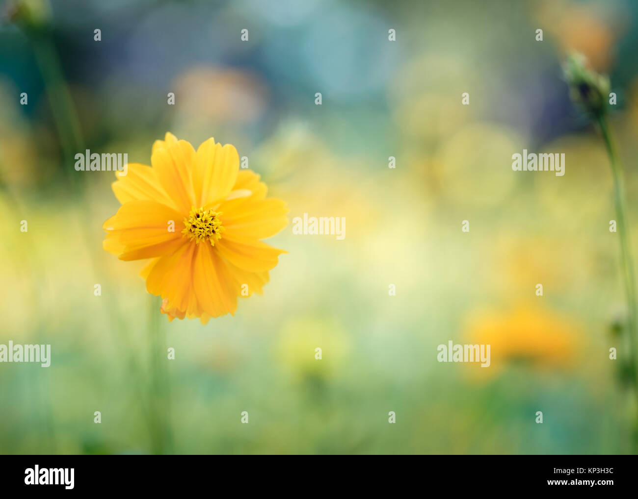 field of blooming yellow cosmos flower in the garden, Thailand Stock ...