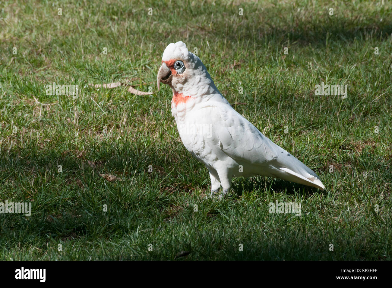 Long-billed corella, an Australian native parro, browsing at Jubilee ...