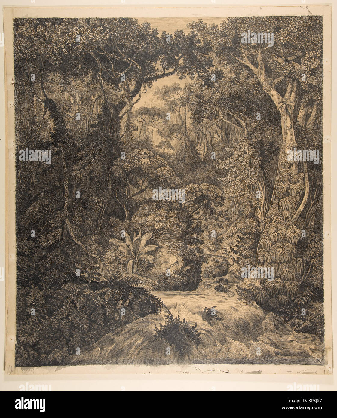 Ceylonese jungle hi-res stock photography and images - Alamy