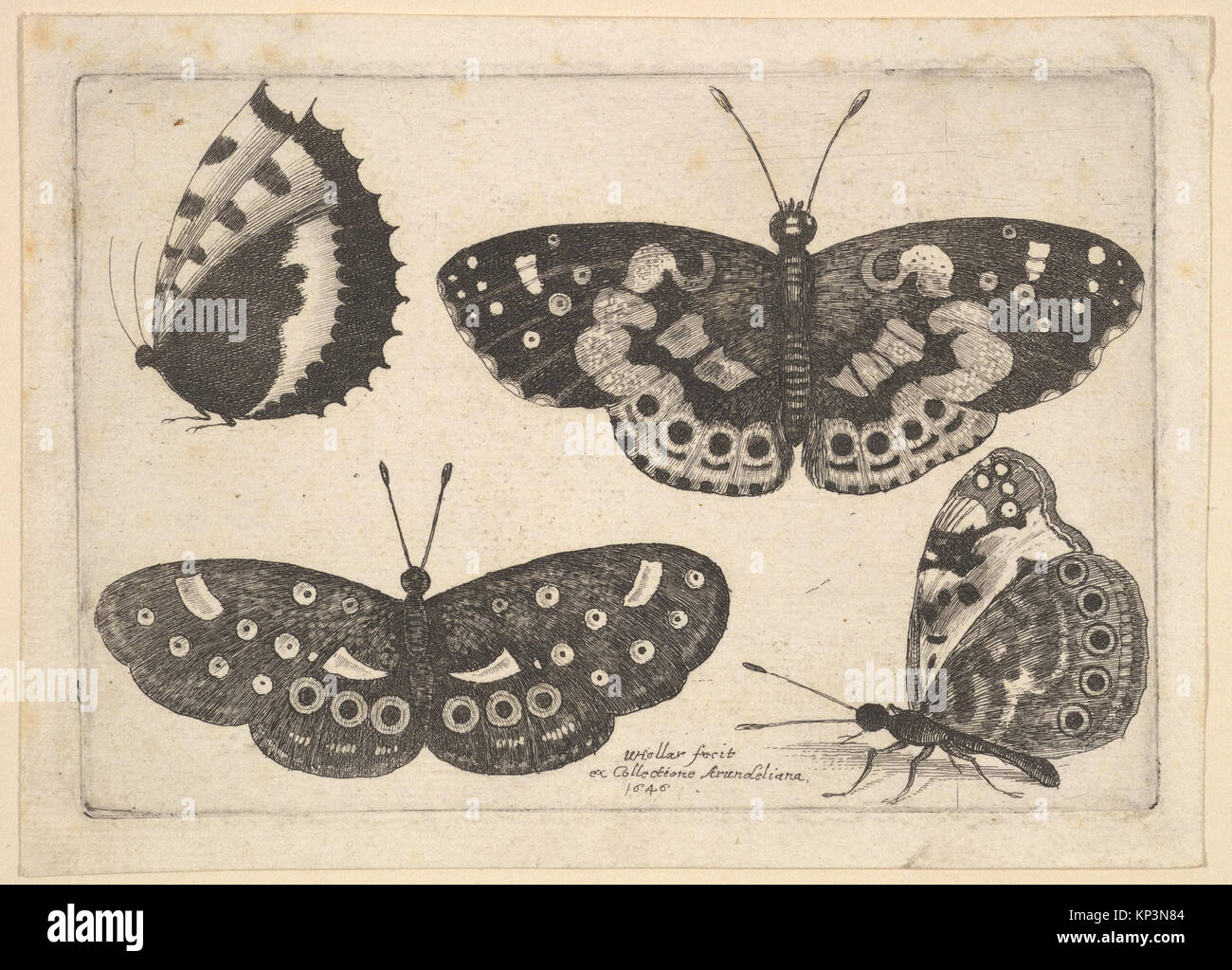 Depiction of four butterflies showing detailed wing patterns, colors ...