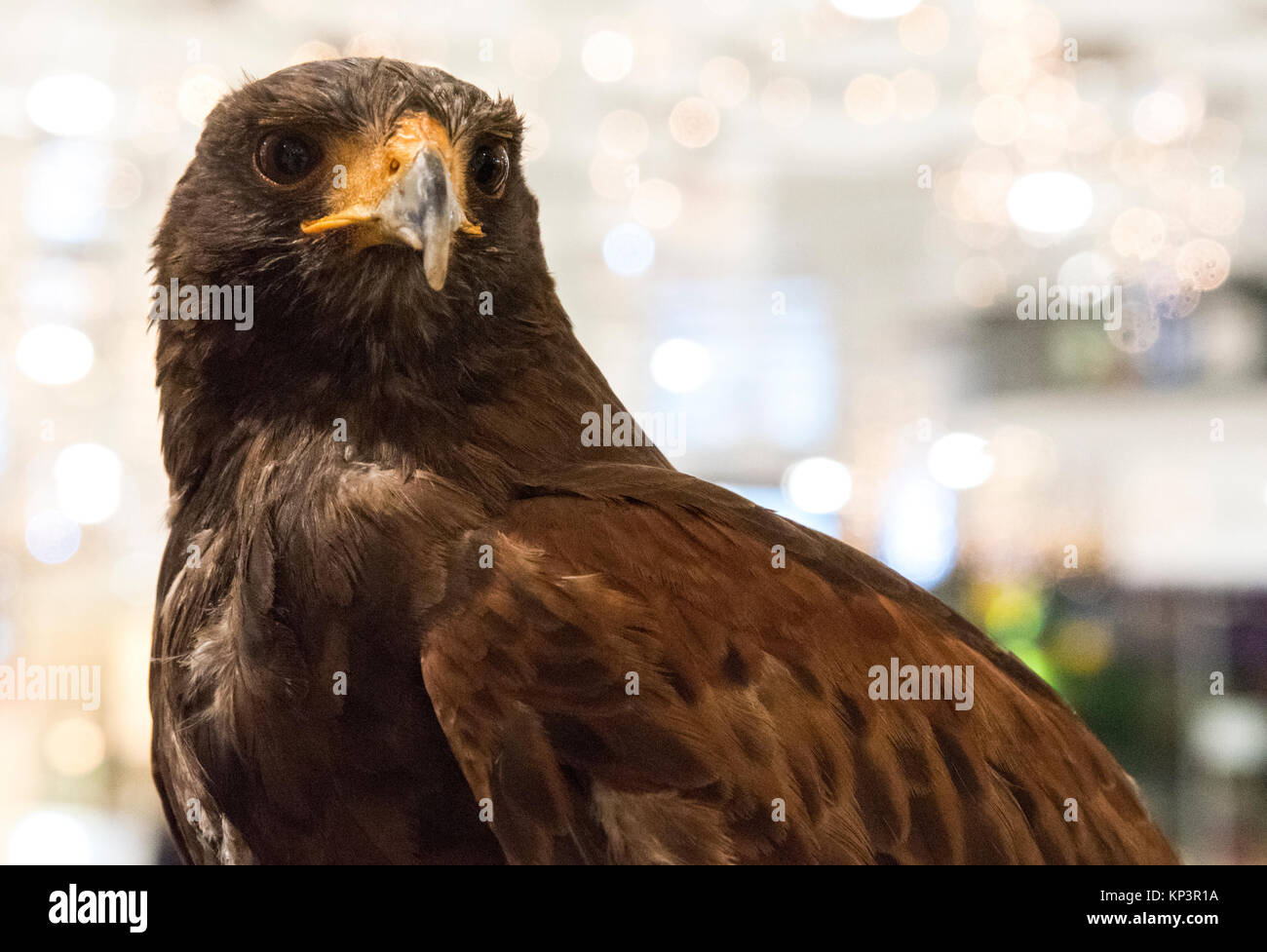 Munich, Germany. 13th Dec, 2017. Harris' hawk Hillary sits on the arm ...