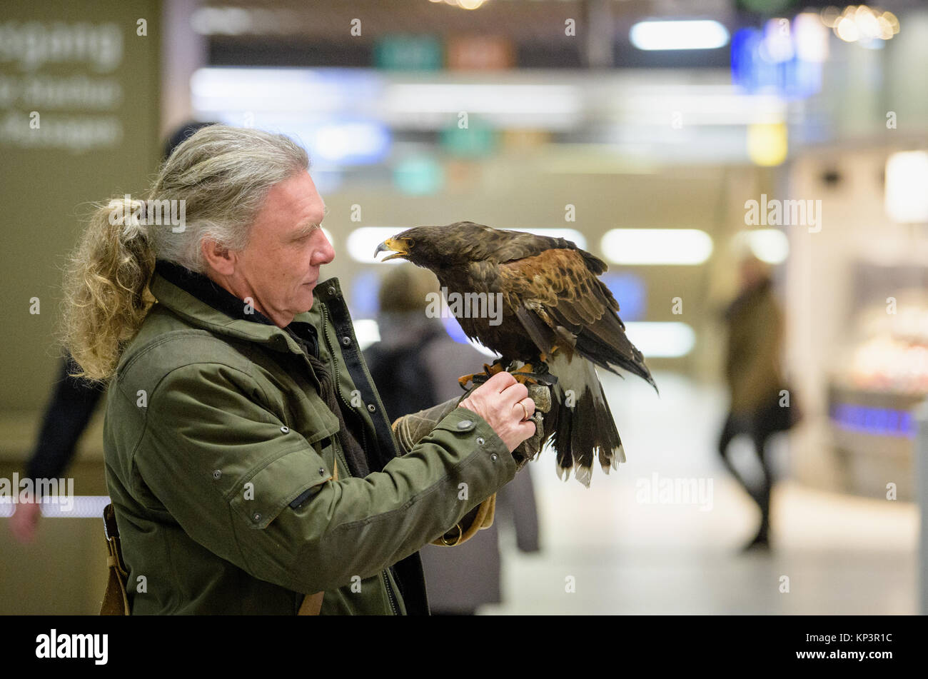 Munich, Germany. 13th Dec, 2017. Harris' hawk Hillary sits on the arm ...