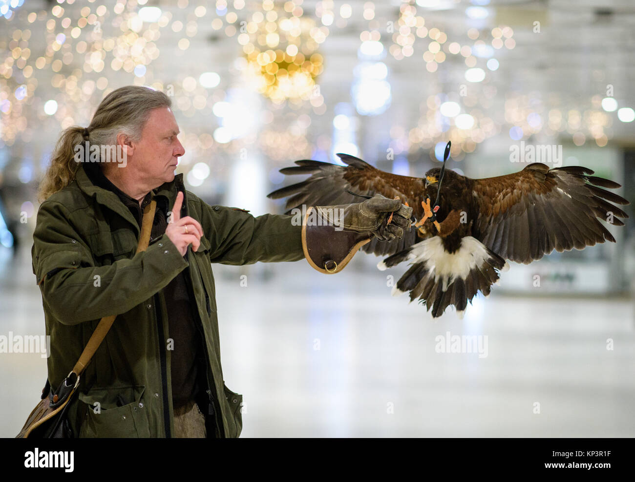 Munich, Germany. 13th Dec, 2017. Harris' hawk Hillary sits on the arm ...