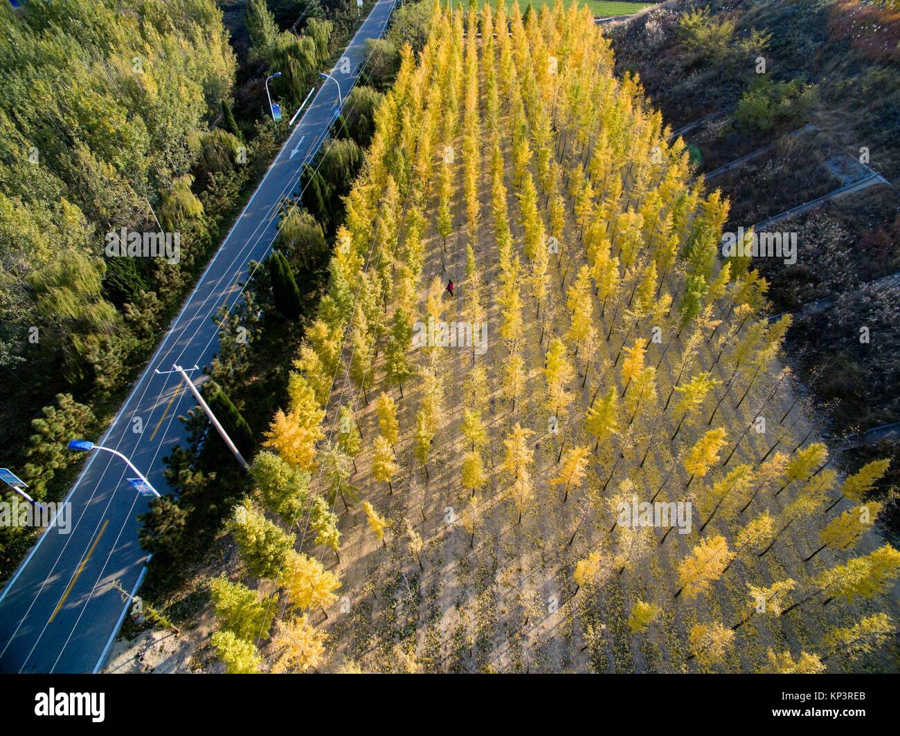 Zhaoyuan, Zhaoyuan, China. 13th Dec, 2017. Zhaoyuan, CHINA-13th ...