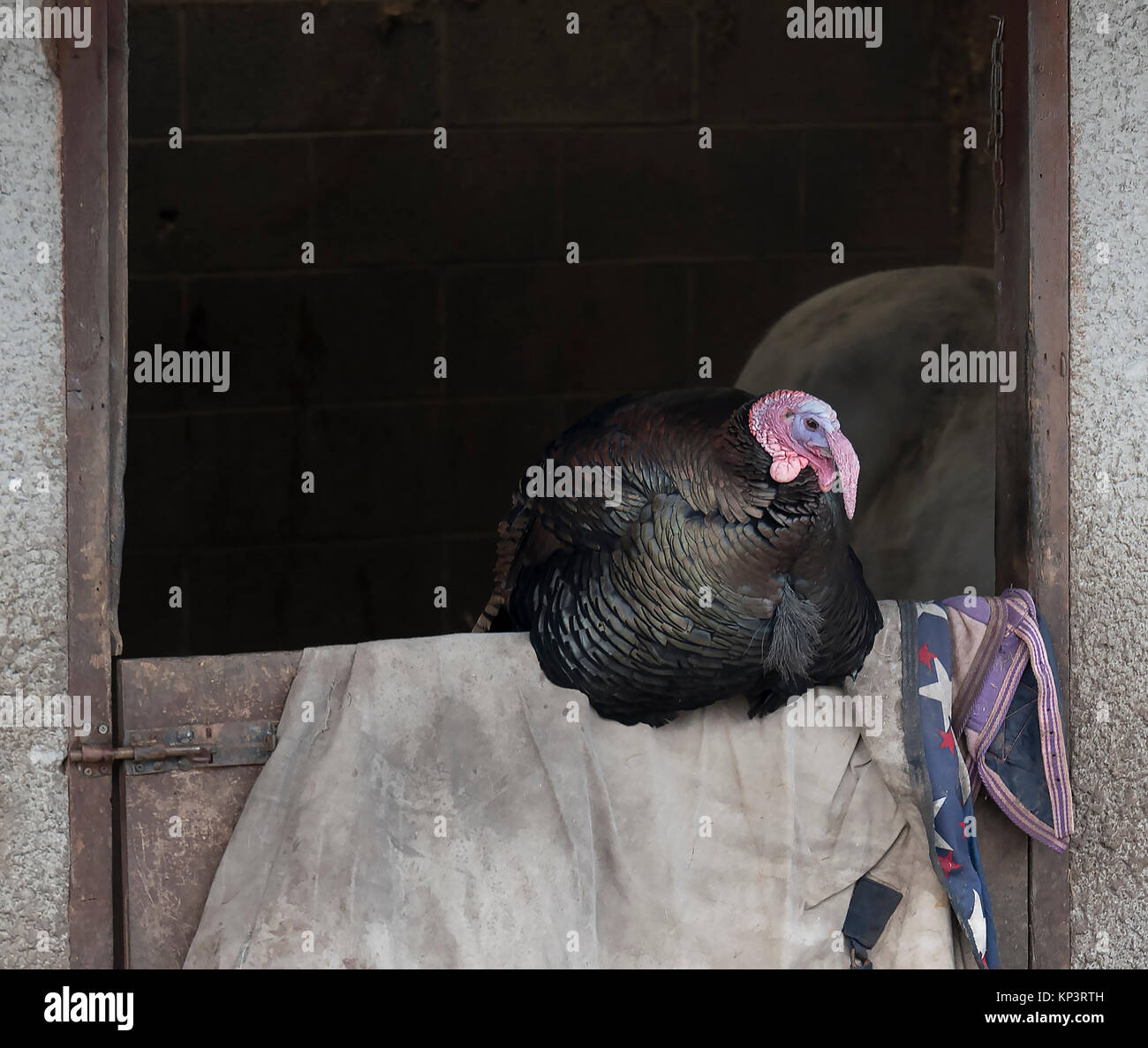 Turkey waiting for christmas hi-res stock photography and images - Alamy