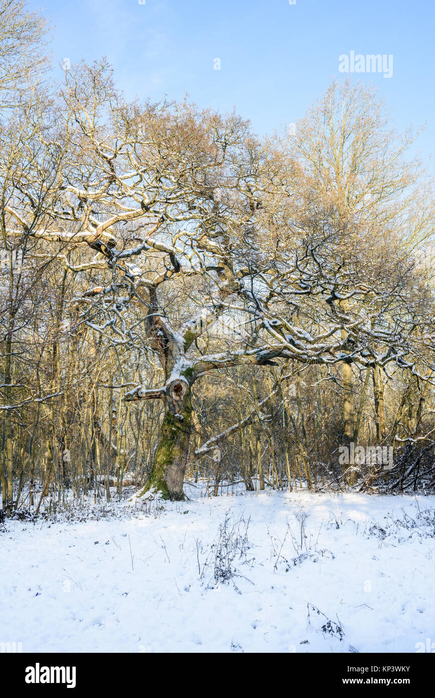 Corby, UK. 12th Dec, 2017. Oak tree in the Kingswood at Corby, England ...