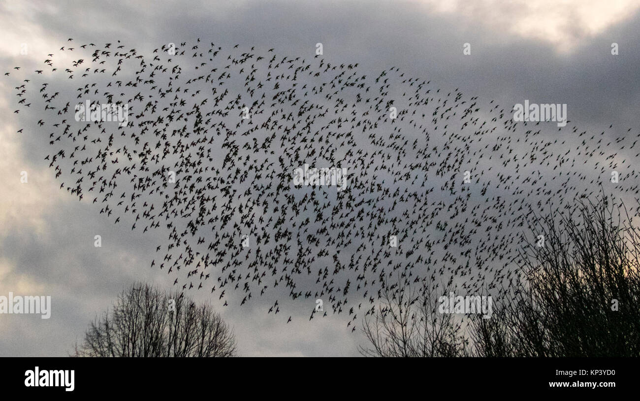 Communal roosting sites hi-res stock photography and images - Alamy