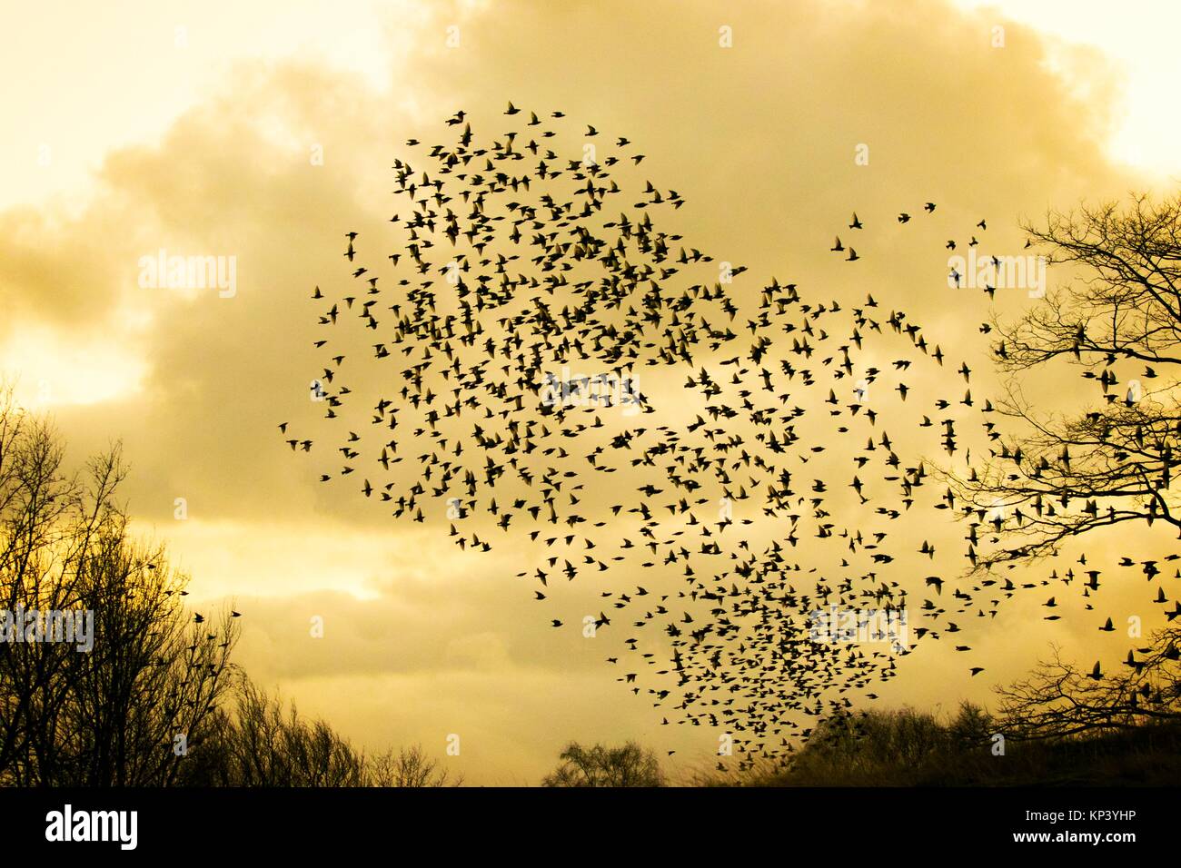 flock fly animal starling flight swarm bird dusk murmuration blackpool ...