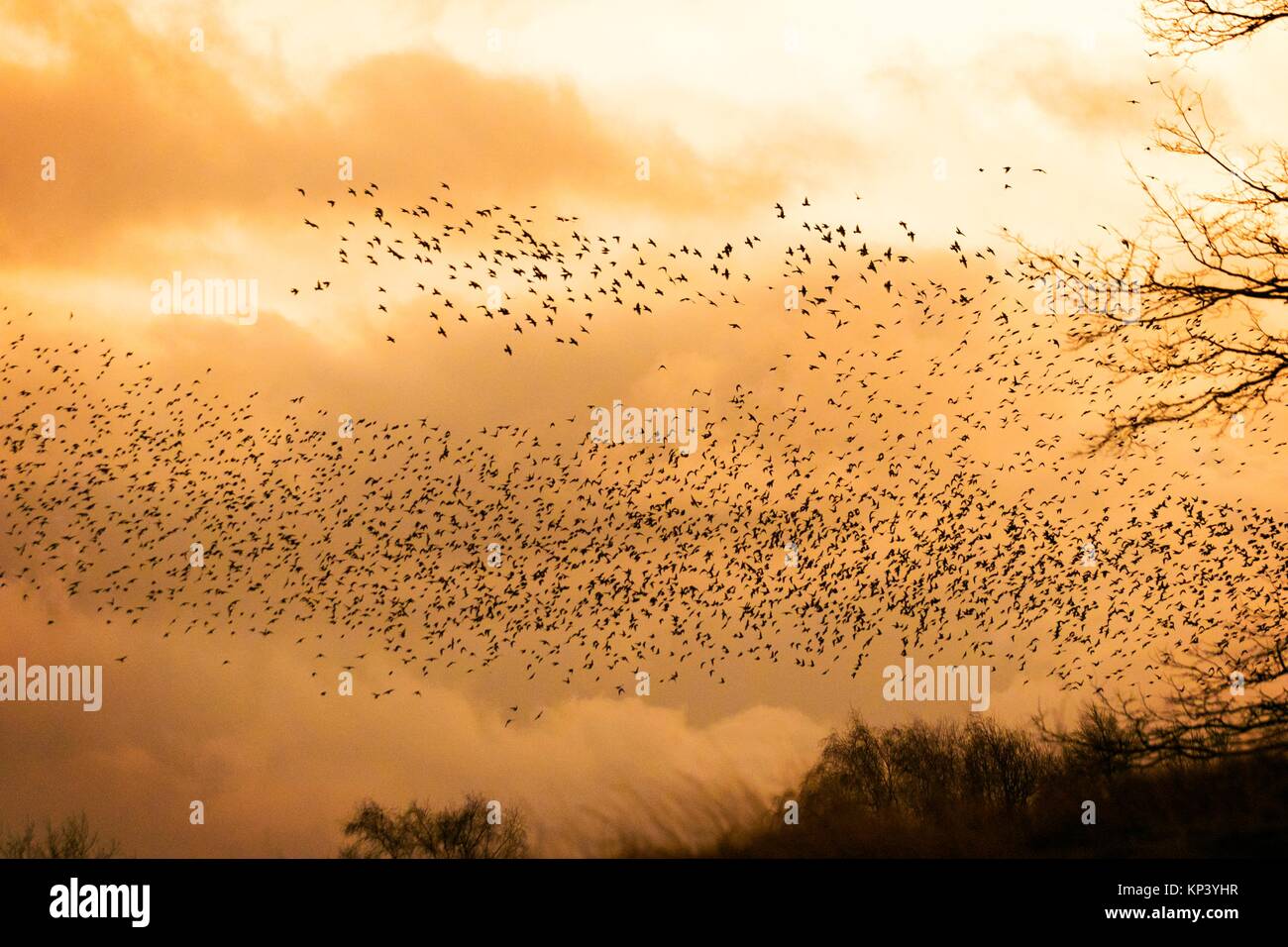 flock fly animal starling flight swarm bird dusk murmuration blackpool ...