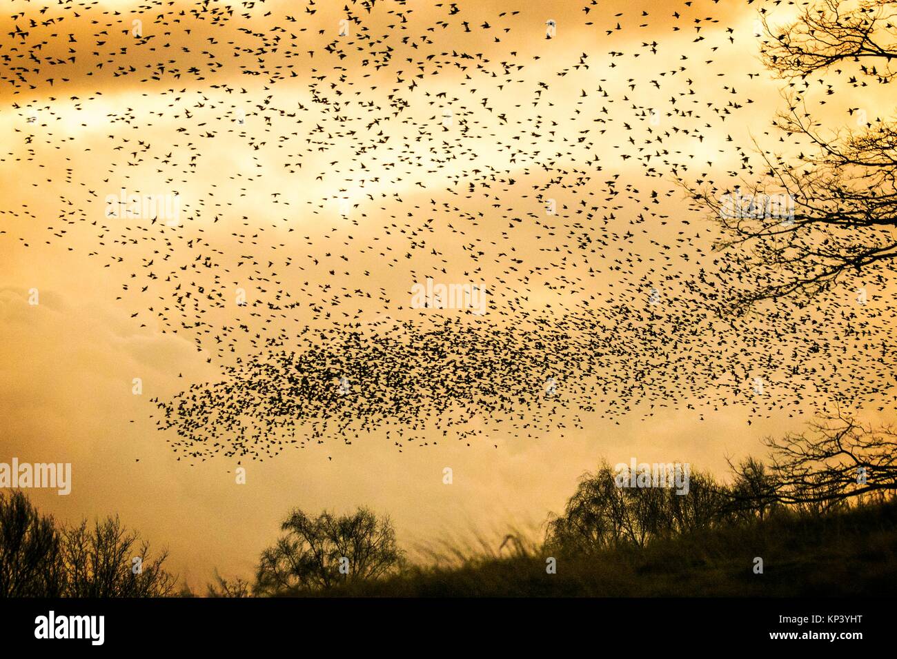 flock fly animal starling flight swarm bird dusk murmuration blackpool ...