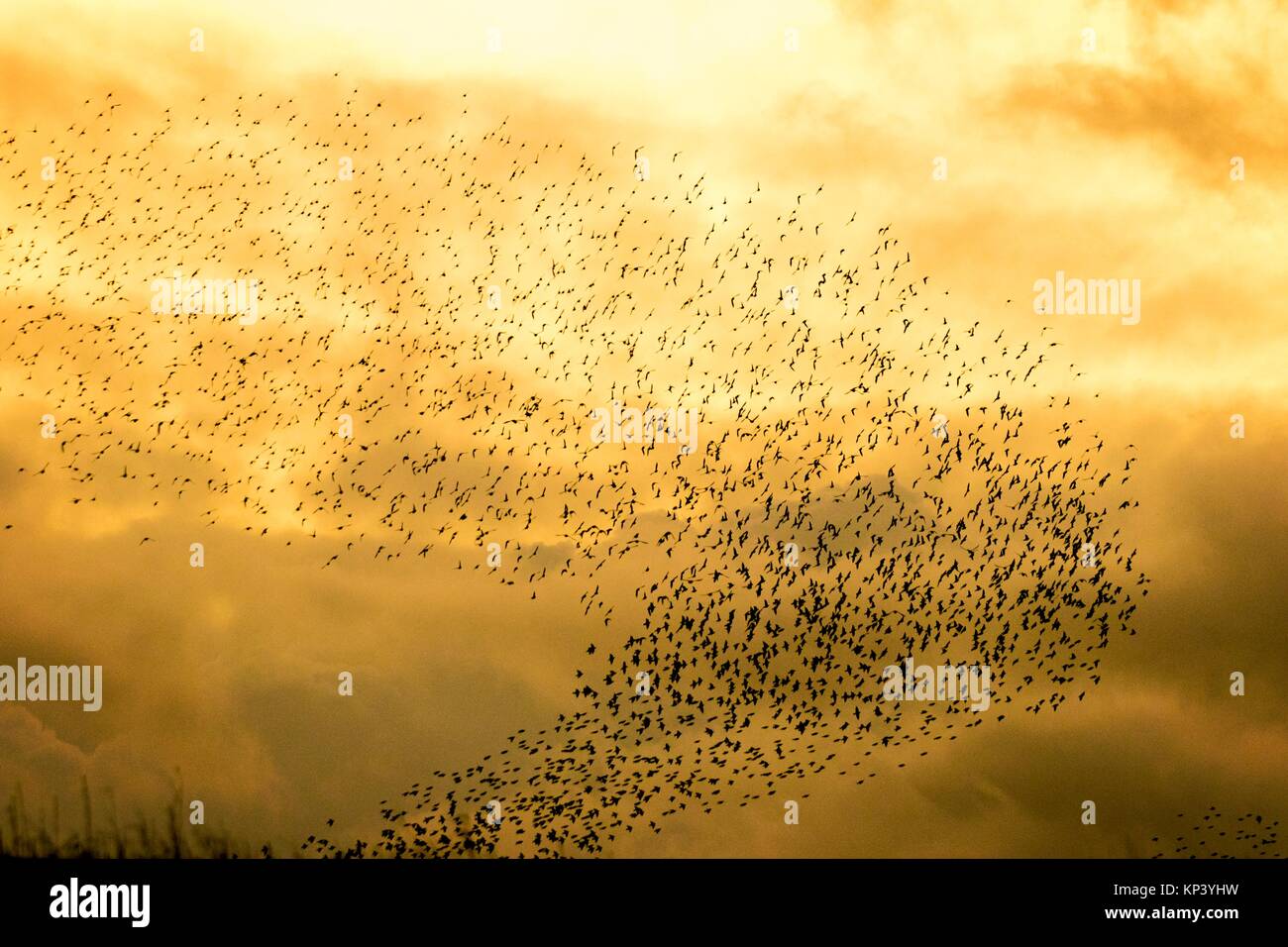 flock fly animal starling flight swarm bird dusk murmuration blackpool ...