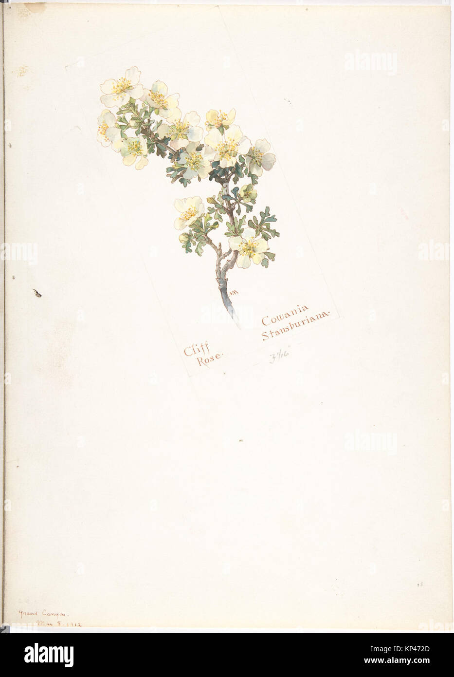 Cliff Rose, Cowania Stansburiana MET DP808341 393629 Stock Photo - Alamy