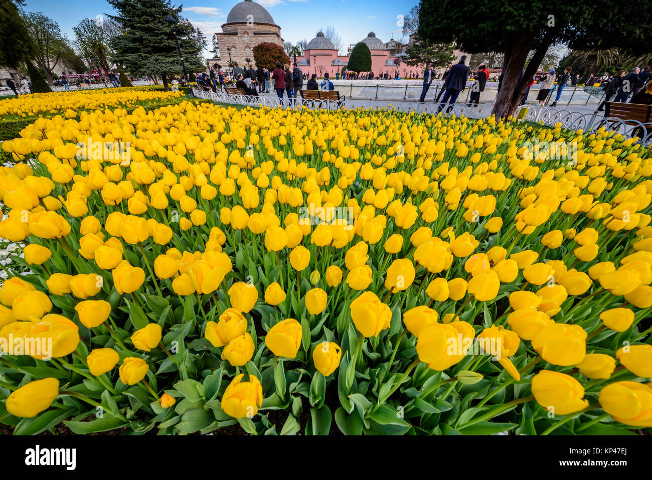 Traditional tulip Festival in Sultanahmet Square.Istanbul,Turkey.04 ...