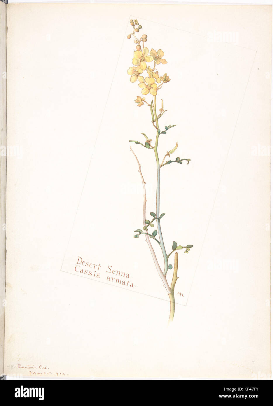 Illustration of Desert Senna (Cassia armata), showing botanical ...