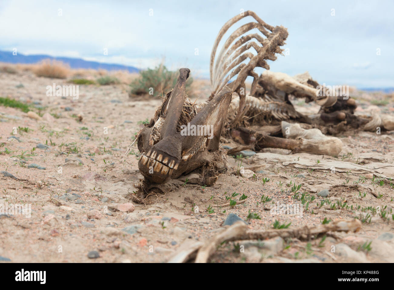 Carrion Horse High Resolution Stock Photography and Images - Alamy