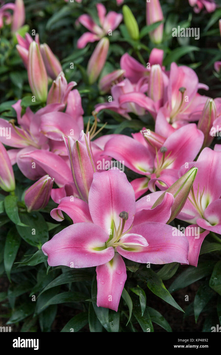 Purple lilies hi-res stock photography and images - Alamy