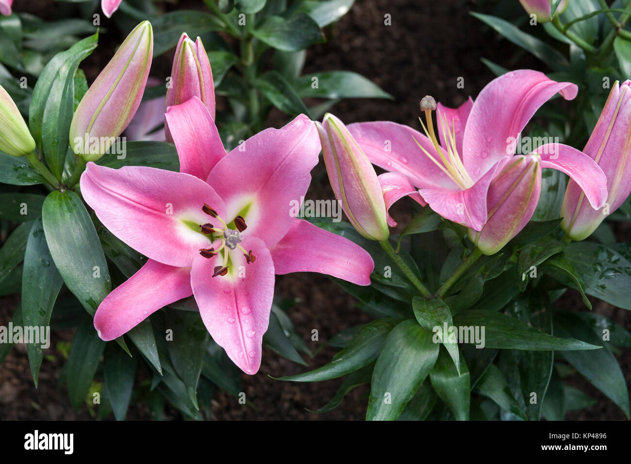 Purple lilies hi-res stock photography and images - Alamy