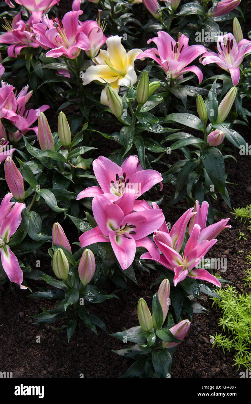 Purple lilies / Garden lilies , purple Stock Photo - Alamy