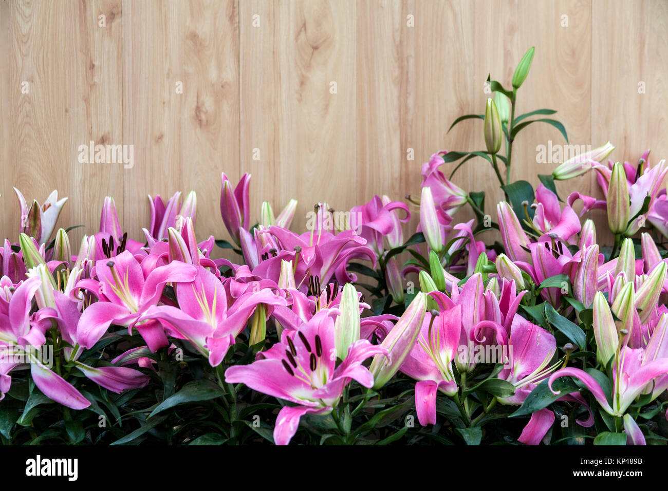 Purple lilies / Garden lilies , purple Stock Photo - Alamy