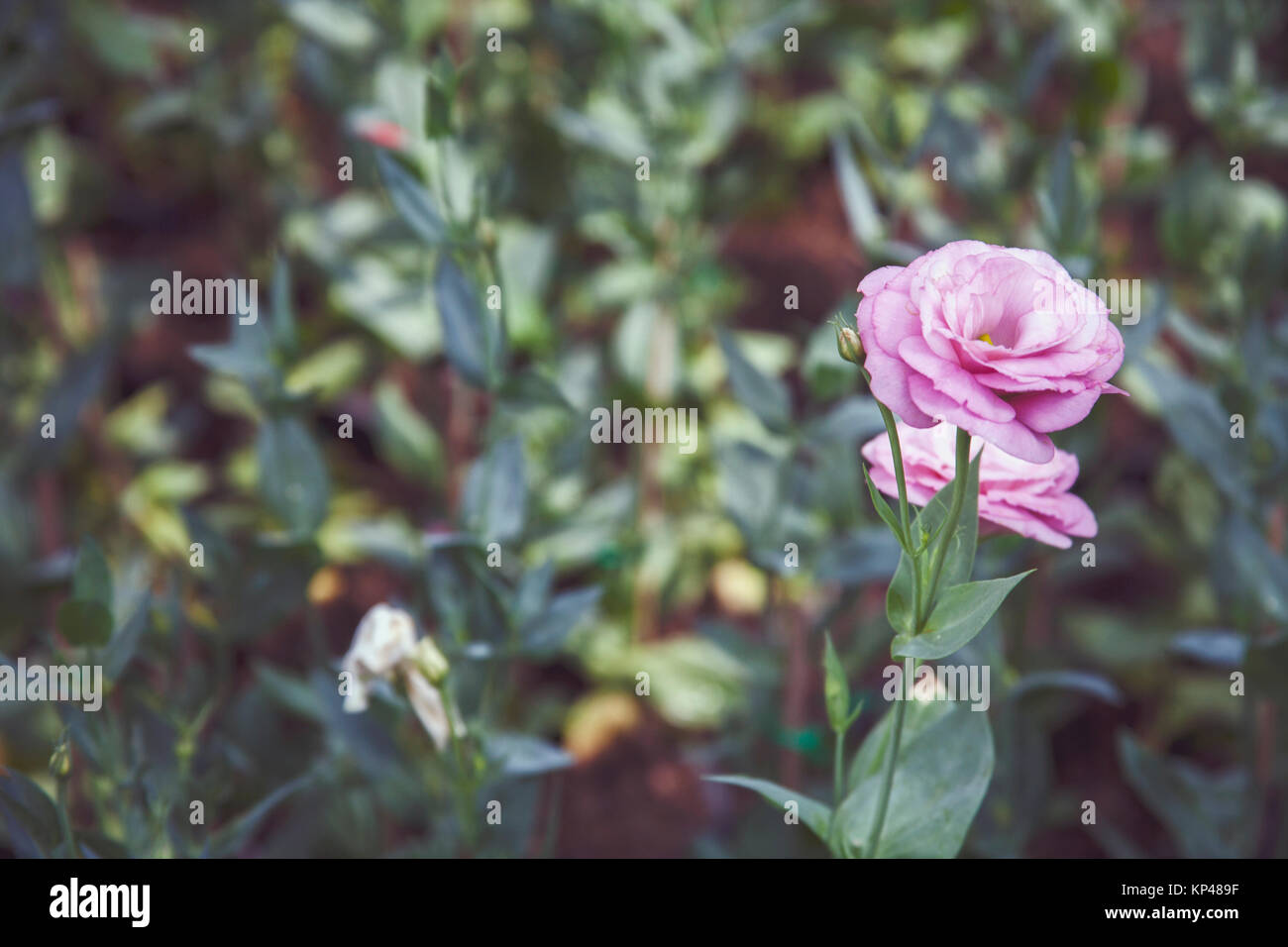 Purple roses / Purple roses garden Stock Photo - Alamy
