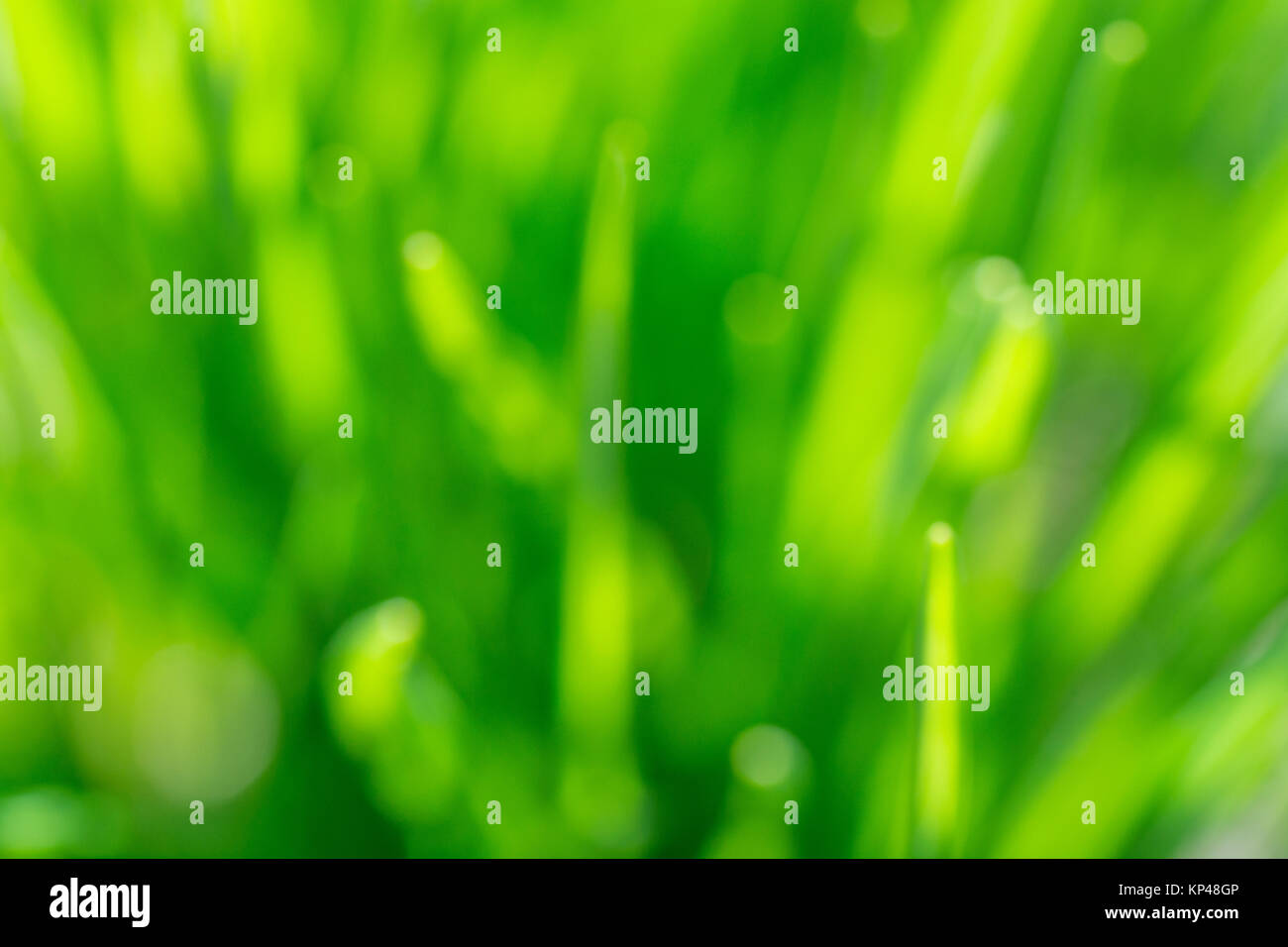 Forest bokeh background. Defocused forest lights at warm spring sunset ...