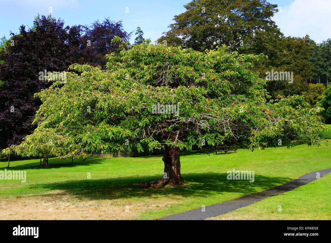 Wide angle shot of a tree on royal roads campus Stock Photo - Alamy