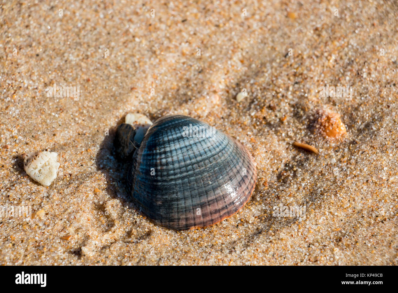 Gray shell in the sand at the beach of Spain Stock Photo - Alamy