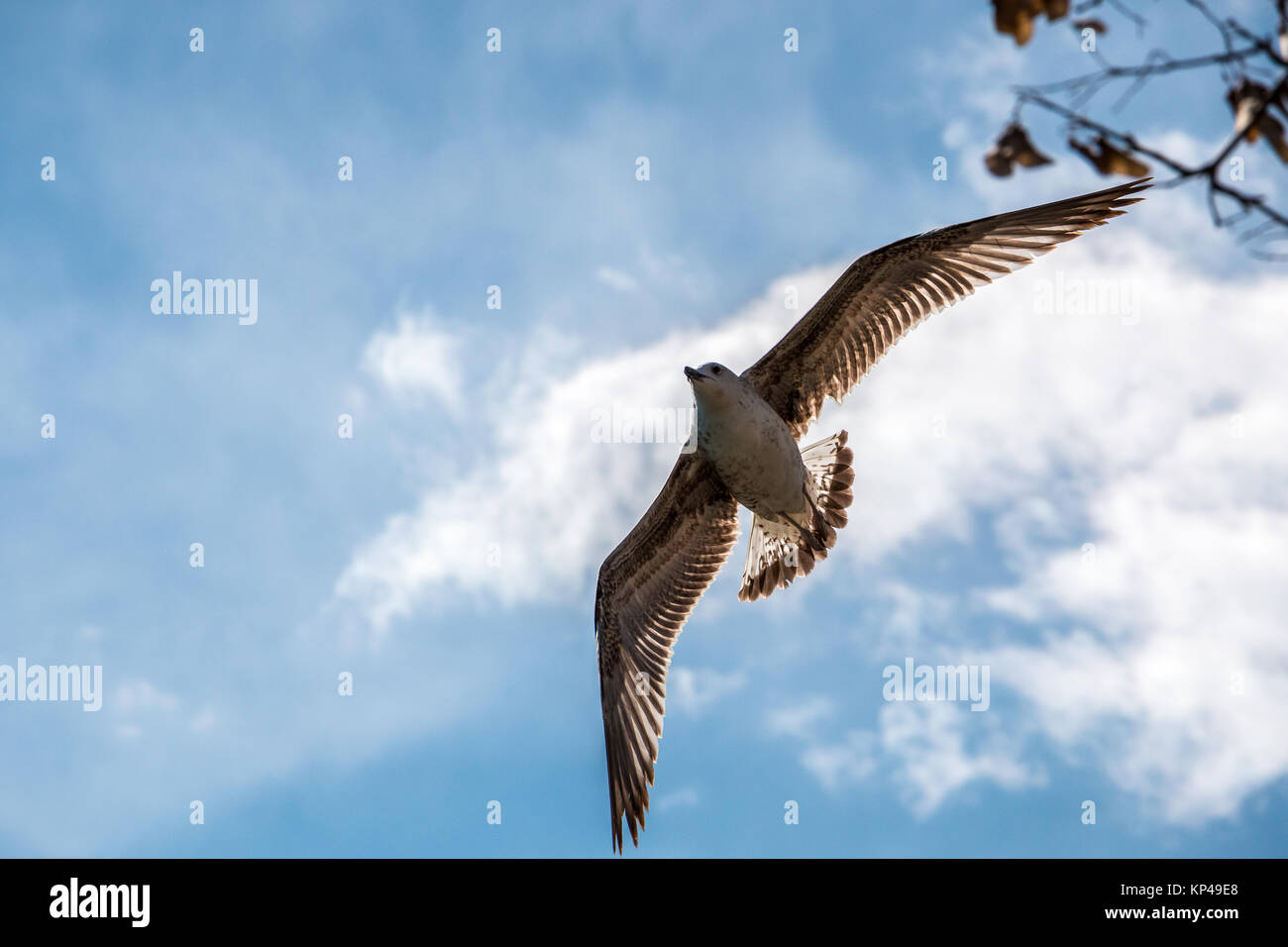 Flying sea mew in the blue sky with white clouds Stock Photo - Alamy