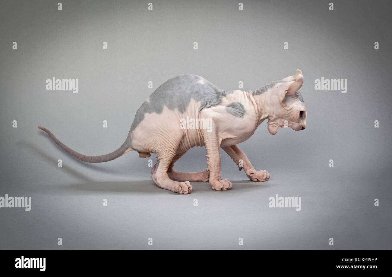 Hairless Cat High Resolution Stock Photography and Images - Alamy