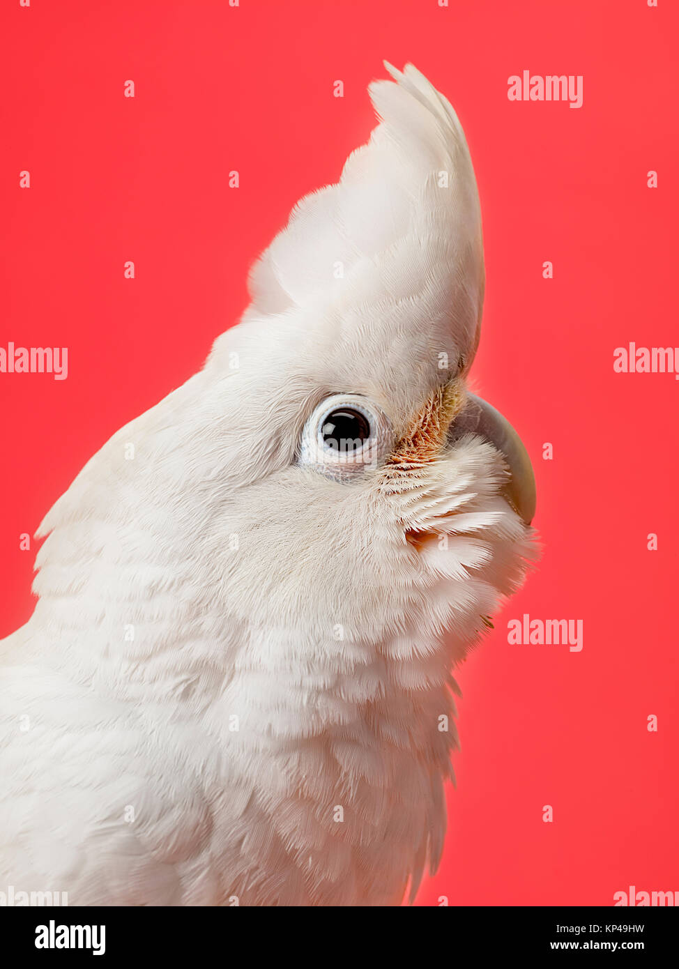 adorable white parrot Stock Photo - Alamy